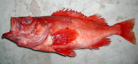 Sea perch store